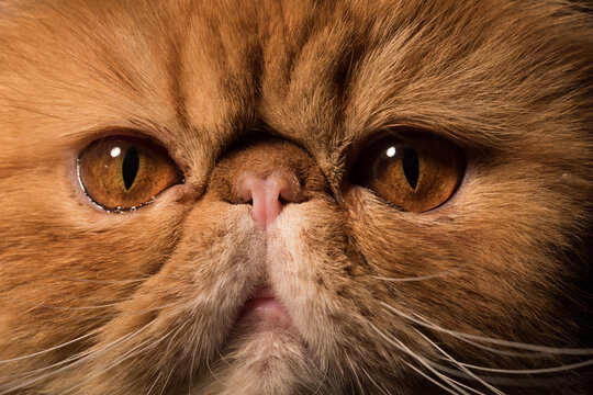 「Cattery」の写真素材 | 6,989件の無料イラスト画像 | Adobe Stock