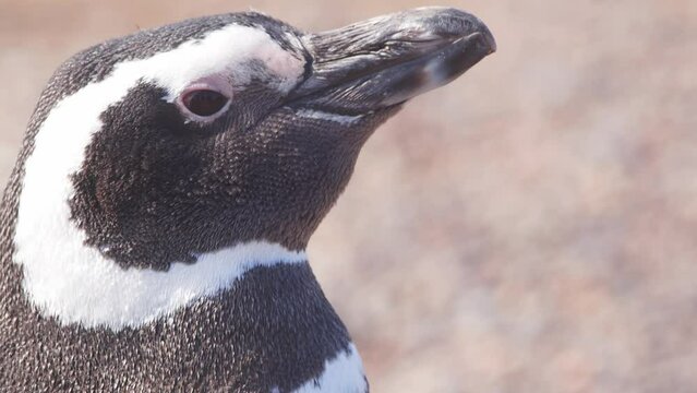 Nostrils Images – Browse 29,969 Stock Photos, Vectors, and Video ...