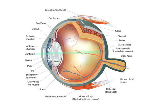 Anatomy Of The Eye