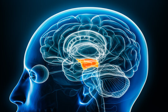 รูปภาพMesencephalon – เลือกดูภาพถ่ายสต็อก เวกเตอร์ และวิดีโอ1,746 ...
