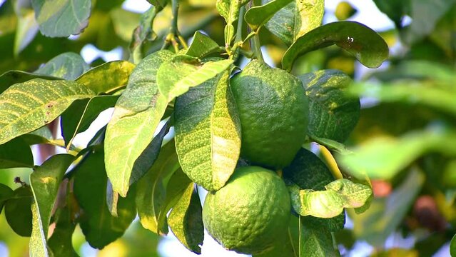 "Sweet Lemon" Images – Browse 2,146 Stock Photos, Vectors, and Video ...