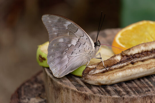 Prepona Images – Browse 87 Stock Photos, Vectors, and Video | Adobe Stock