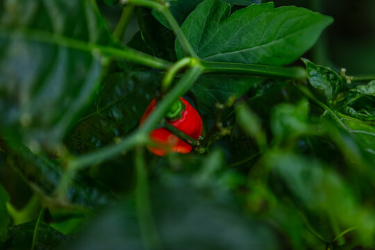 "Piment Rouge" Images – Browse 523 Stock Photos, Vectors, and Video ...