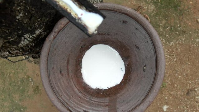 "Rubber Tapper" Images – Browse 706 Stock Photos, Vectors, and Video ...