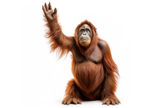 Orangutang Billeder – Gennemse 69,224 stockfotos, vektorer og videoer ...