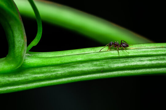 Skittering Bilder – Durchsuchen 494 Archivfotos, Vektorgrafiken und ...