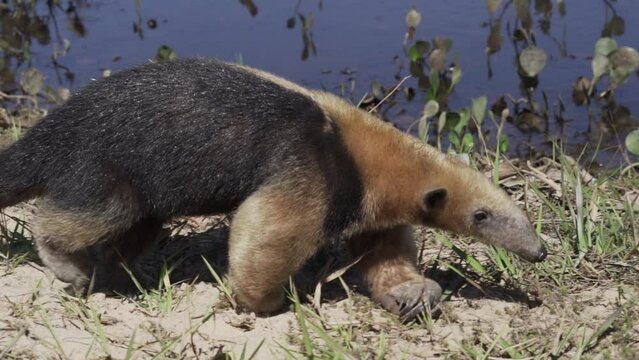 "Lesser Anteater" Bilder – Durchsuchen 996 Archivfotos, Vektorgrafiken ...