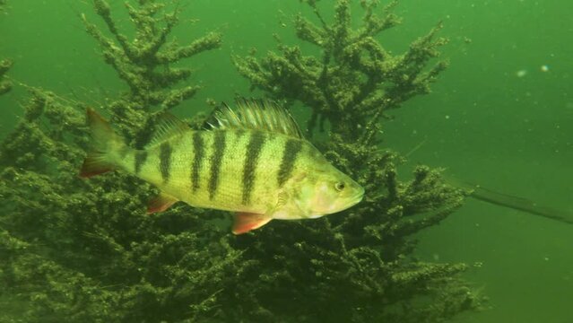"Redfin Perch" Images – Browse 8,188 Stock Photos, Vectors, and Video ...