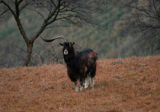 Palot Images – Browse 35 Stock Photos, Vectors, and Video | Adobe Stock