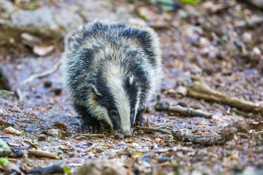 Melinae Images – Browse 33 Stock Photos, Vectors, and Video | Adobe Stock