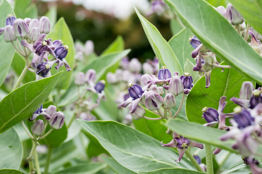 「サンスベリア」の写真素材 | 13,302件の無料イラスト画像 | Adobe Stock