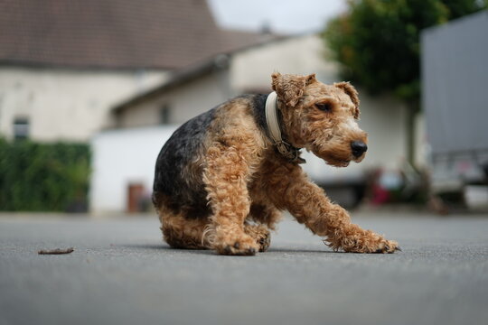 "Balu Images – Parcourir 1,465 le catalogue de photos, vecteurs et ...