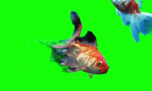 Fish Green Screen Images – Browse 4,755 Stock Photos, Vectors, and ...