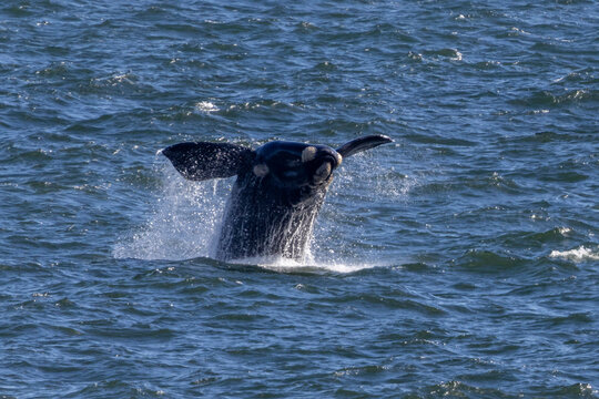 "Springender Bilder – Durchsuchen 445 Archivfotos, Vektorgrafiken und ...
