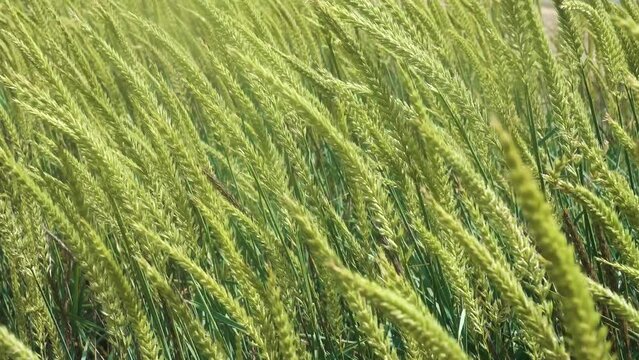 Elymus Images – Browse 397 Stock Photos, Vectors, and Video | Adobe Stock