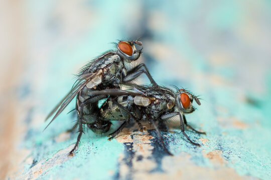 "Flesh Flies" Images – Browse 1,680 Stock Photos, Vectors, and Video ...