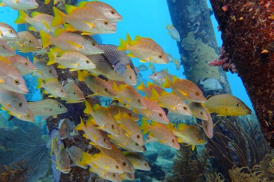 Margate Images – Browse 1,488 Stock Photos, Vectors, and Video | Adobe ...