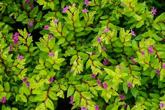 "Cuphea Hyssopifolia"-Bilder: Stock-Fotos & -Videos. | Adobe Stock