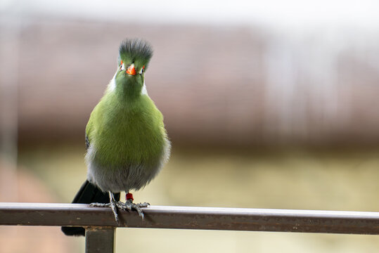 Lourie Images – Browse 498 Stock Photos, Vectors, and Video | Adobe Stock