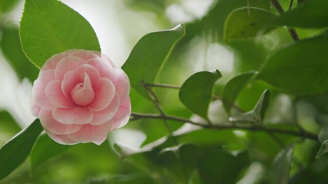 Common Camellia Images – Browse 1,049 Stock Photos, Vectors, and Video ...