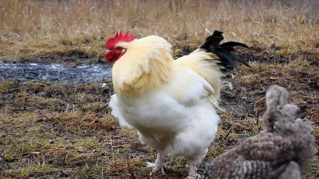 "Footage Video" Images – Browse 1,231 Stock Photos, Vectors, and Video ...