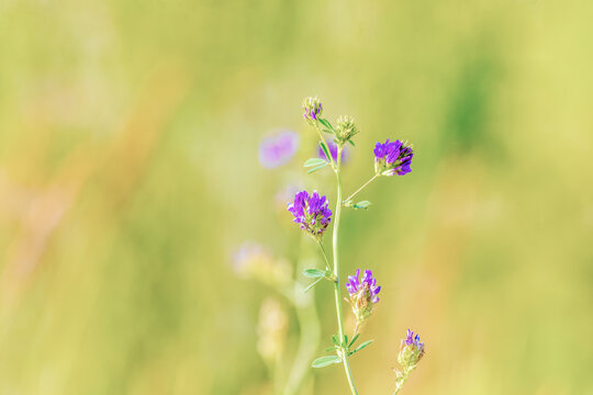 รูปภาพAnglicisation – เลือกดูภาพถ่ายสต็อก เวกเตอร์ และวิดีโอ113 | Adobe ...