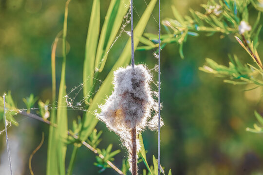 รูปภาพAnglicisation – เลือกดูภาพถ่ายสต็อก เวกเตอร์ และวิดีโอ113 | Adobe ...