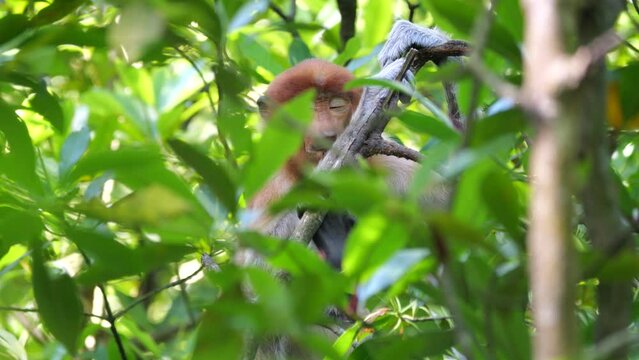 "Sleeping Monkey" Images – Browse 319 Stock Photos, Vectors, and Video ...