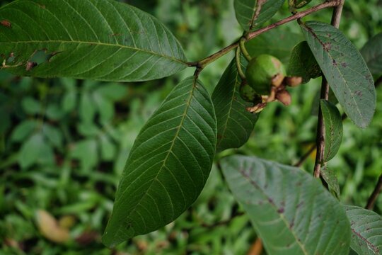 "Guava Leaves" Images – Browse 651 Stock Photos, Vectors, and Video ...
