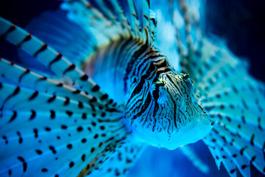 「Luna-Fish」の写真素材 | 984件の無料イラスト画像 | Adobe Stock