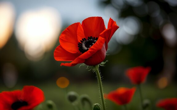 "Poppy Background" Immagini - Sfoglia 163 foto, vettoriali e video ...
