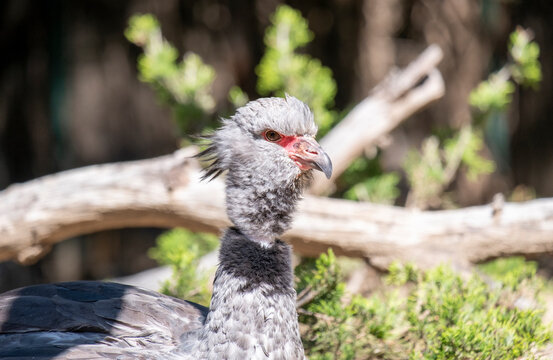 Screamer Bilder – Durchsuchen 1,728 Archivfotos, Vektorgrafiken und ...