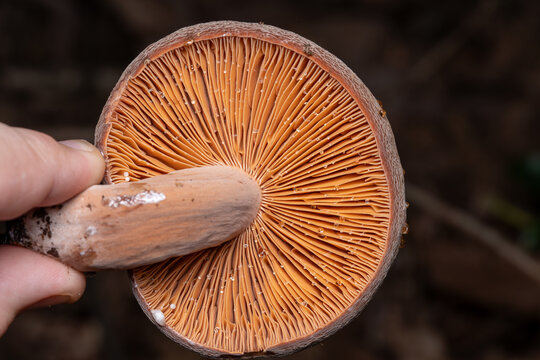 Milkcap Images – Browse 5,492 Stock Photos, Vectors, and Video | Adobe ...