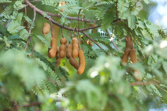 Brindleberry Images – Browse 789 Stock Photos, Vectors, and Video ...