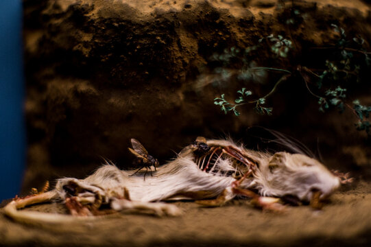 Kadaver Bilder – Durchsuchen 1,736 Archivfotos, Vektorgrafiken und ...