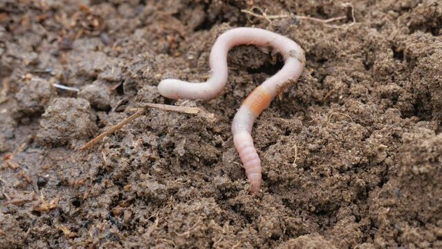 Earthworm Fishing Images – Browse 7,225 Stock Photos, Vectors, and ...