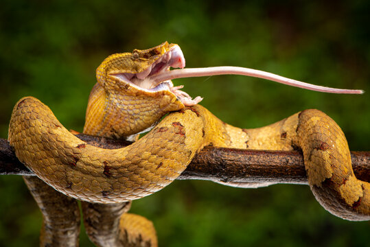 "Pit Viper" Imagens – Procure 8,975 fotos, vetores e vídeos | Adobe Stock