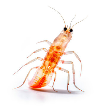 "Brine Shrimp" Images – Browse 1,406 Stock Photos, Vectors, and Video ...