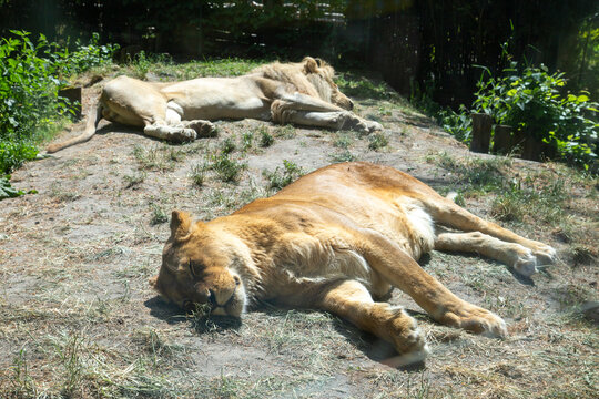 Lowen-Bilder: Stock-Fotos & -Videos. | Adobe Stock