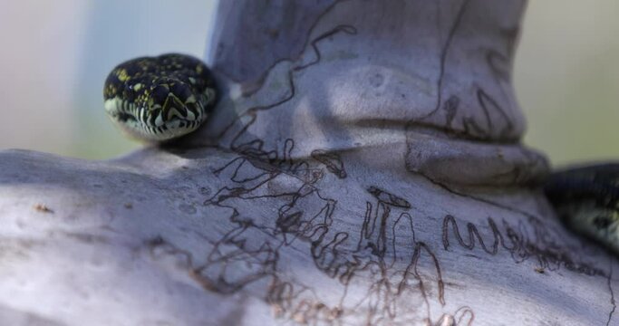 Snake Wrapping Around Images – Browse 1,440 Stock Photos, Vectors, and ...