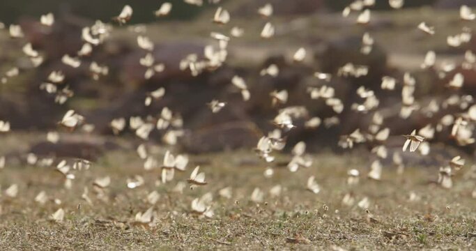 Locusta Bilder – Durchsuchen 1,830 Archivfotos, Vektorgrafiken und ...