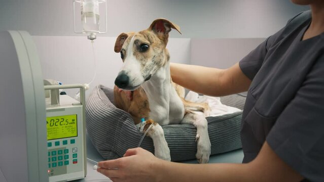 Greyhound Vet Images – Browse 790 Stock Photos, Vectors, and Video ...