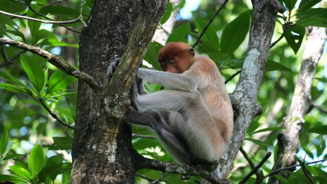 "Sleeping Monkey" Images – Browse 319 Stock Photos, Vectors, and Video ...
