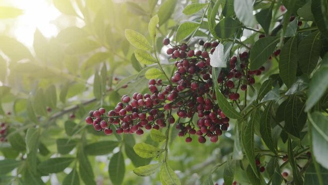 "Brazilian Pepper Tree" Images – Browse 1,479 Stock Photos, Vectors ...