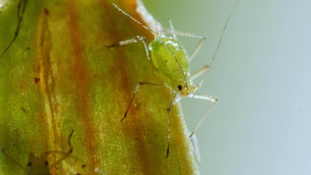 Aphidoidea Bilder – Durchsuchen 27,877 Archivfotos, Vektorgrafiken und ...