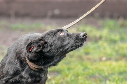 รูปภาพPleadingly – เลือกดูภาพถ่ายสต็อก เวกเตอร์ และวิดีโอ844 | Adobe Stock