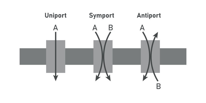 Symporter Images – Browse 58 Stock Photos, Vectors, and Video | Adobe Stock
