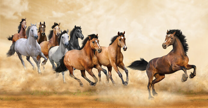 9 Horse Images Horse Racing I Wish I Win Retires: New Zealand
