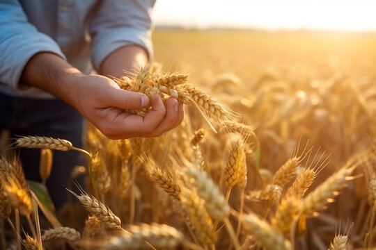 Sowing And Reaping Images – Browse 42,678 Stock Photos, Vectors, and ...