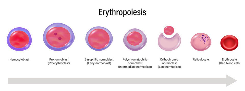 Erythropoiesis Images – Browse 360 Stock Photos, Vectors, and Video ...